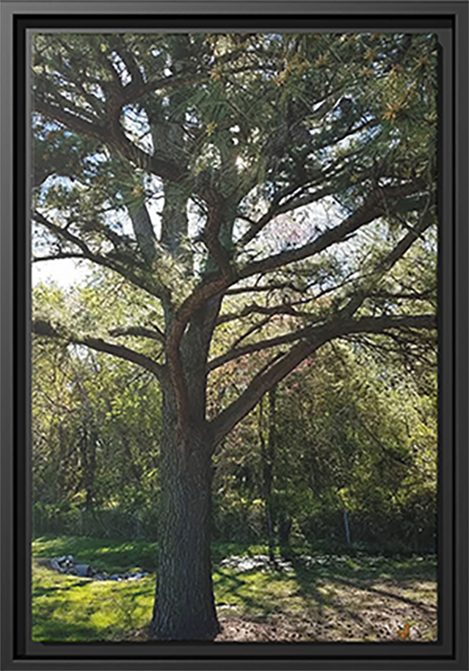 The Elder Sentinel, Framed Canvas Print – Otter Designs by Heron Group LLC